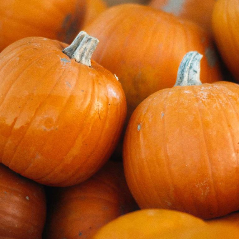 Wymeswold Fruit Farm – Traditional family run fruit farm in Leicestershire