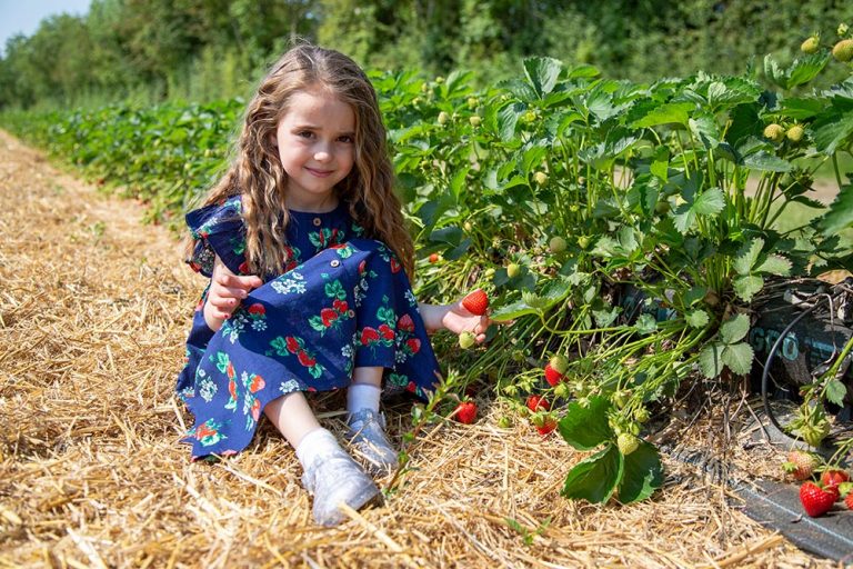 Fruit Picking – Wymeswold Fruit Farm